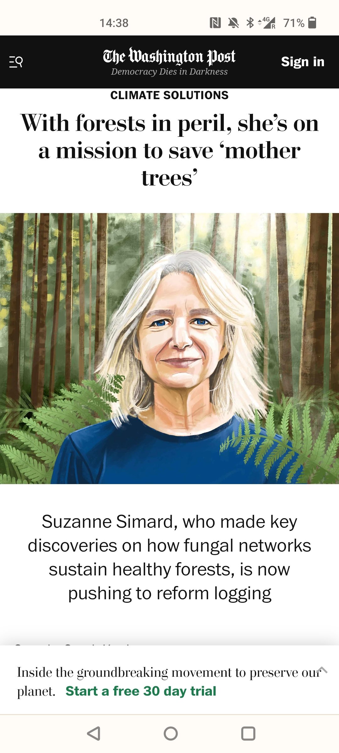 Mother Trees and Suzanne Simard – Easy Treesie